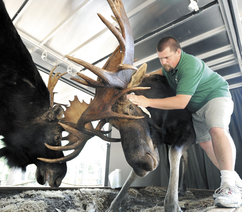 ‘Final charge’ bull moose exhibit gets spruced up