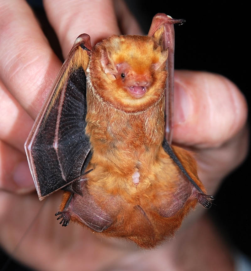 Lawrence High graduate researching red bats; aims for protected status