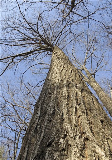 Chestnut tree in Maine may be tallest in East