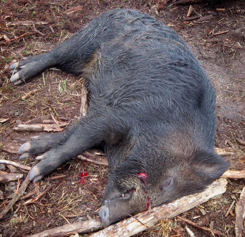 State mystified by presence of wild boar that killed pig in Mercer