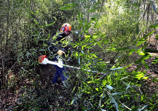 Conn. declares war on aggressive type of bamboo