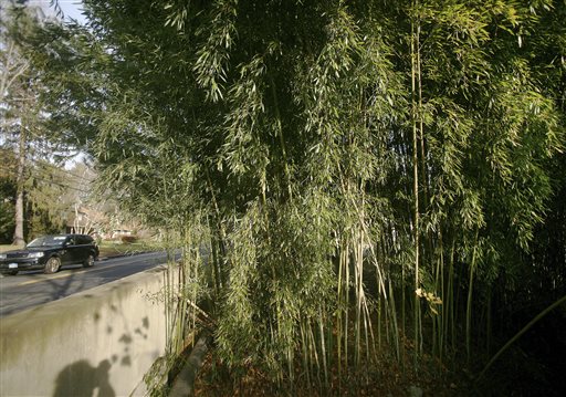 Conn. declares war on aggressive type of bamboo