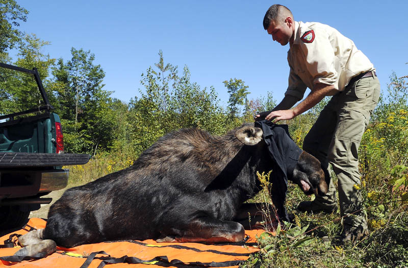Wandering moose tranquilized in Augusta neighborhood, moved, set free ...