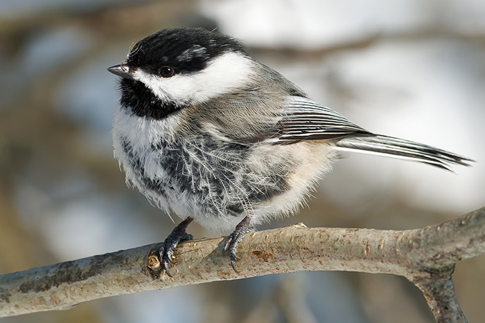 What chickadees are telling us about climate change