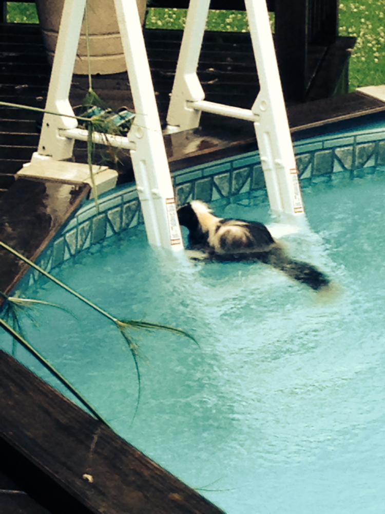 GALLERY: Skunk takes a dip in Albion pool - Kennebec Journal and ...