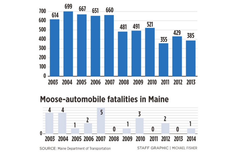 Moose-car collisions in Maine decreasing, but danger remains