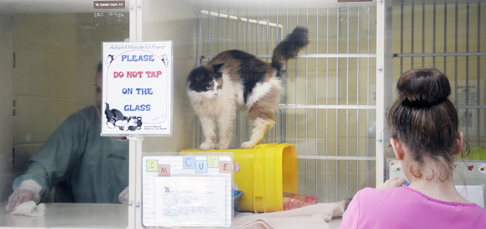 Augusta shelter waives cat adoption fees