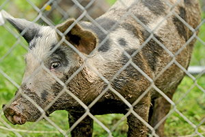 Oakland ‘mystery pig’ captured