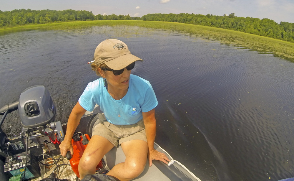 Annabessacook Lake searched for invasive milfoil