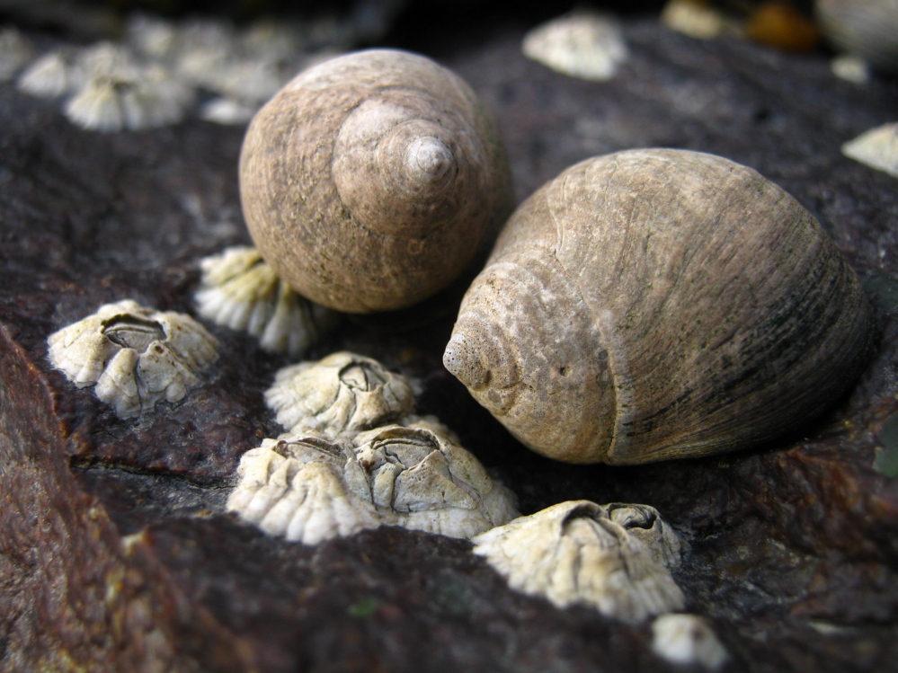 Remembering the invasive periwinkles