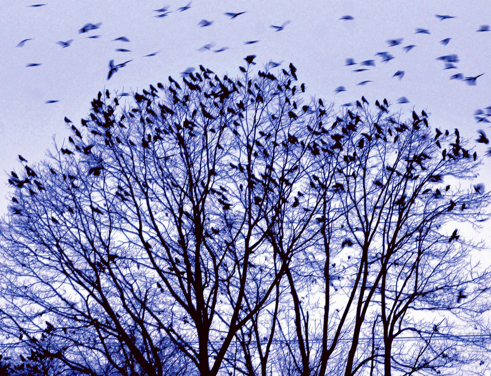 Winter crow swarm in Waterville a spectacle of nature
