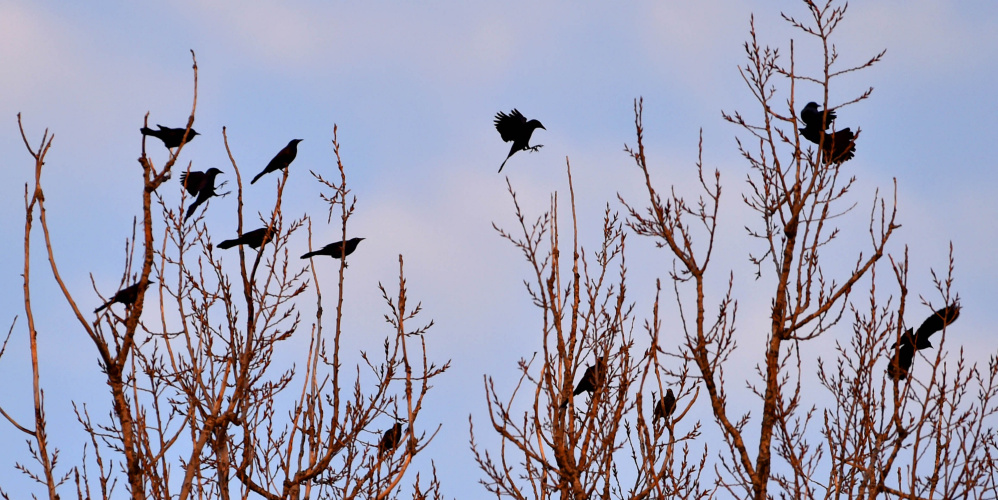 Winter crow swarm in Waterville a spectacle of nature