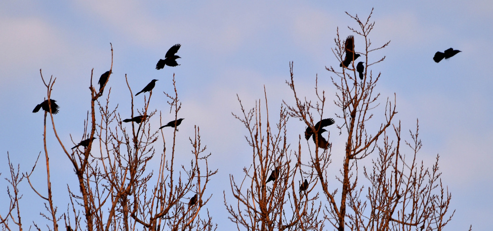 Winter crow swarm in Waterville a spectacle of nature