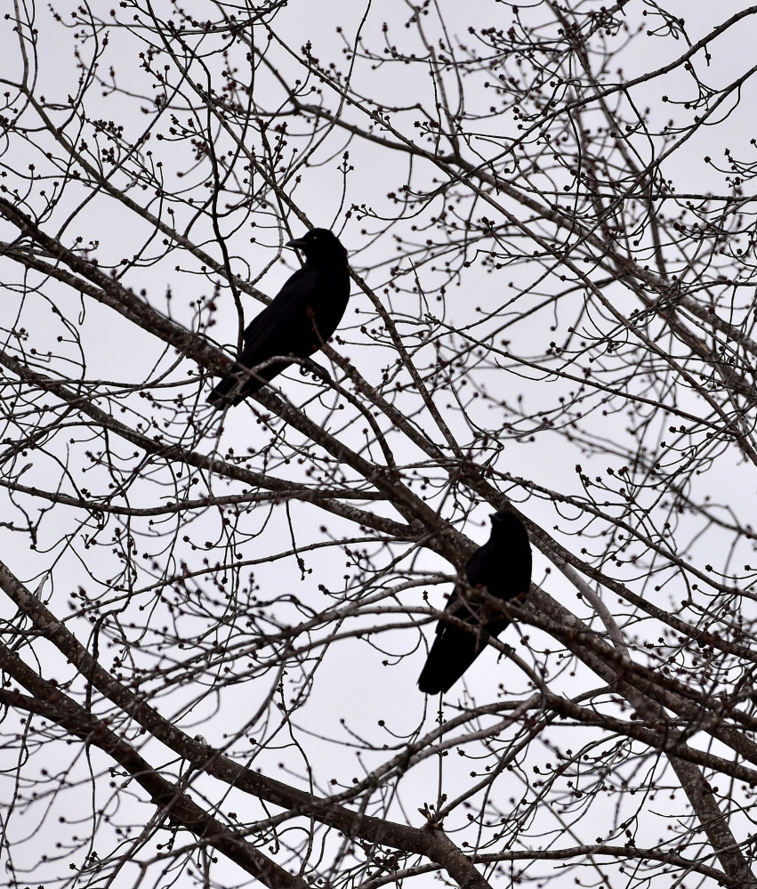Winter crow swarm in Waterville a spectacle of nature