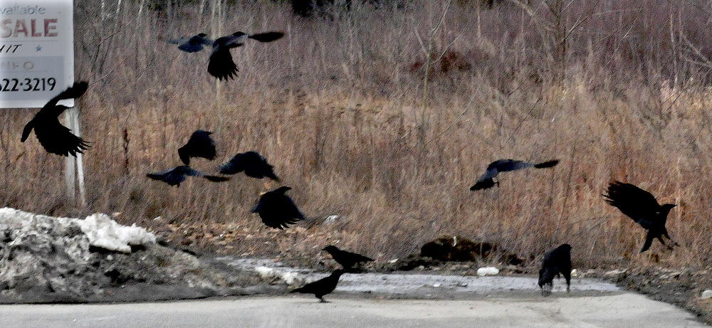 Winter crow swarm in Waterville a spectacle of nature