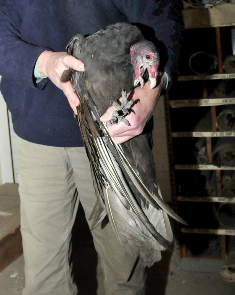 Turkey vulture trapped in boiler room of former Waterville hospital ...