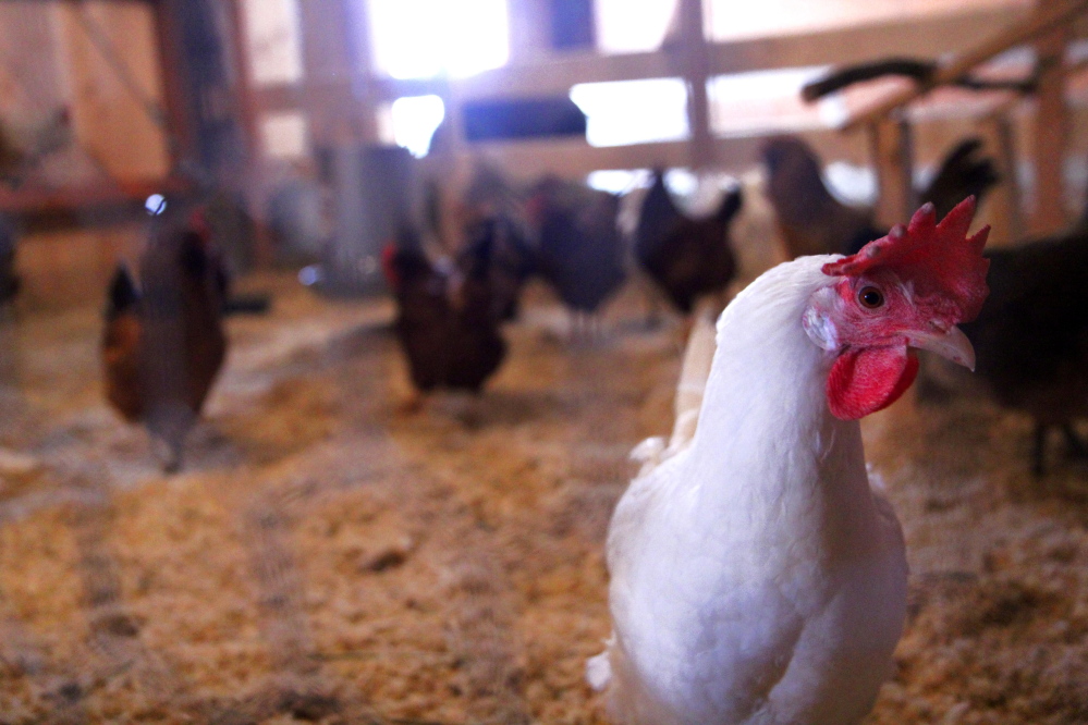 Winslow Town Council approves chicken ordinance