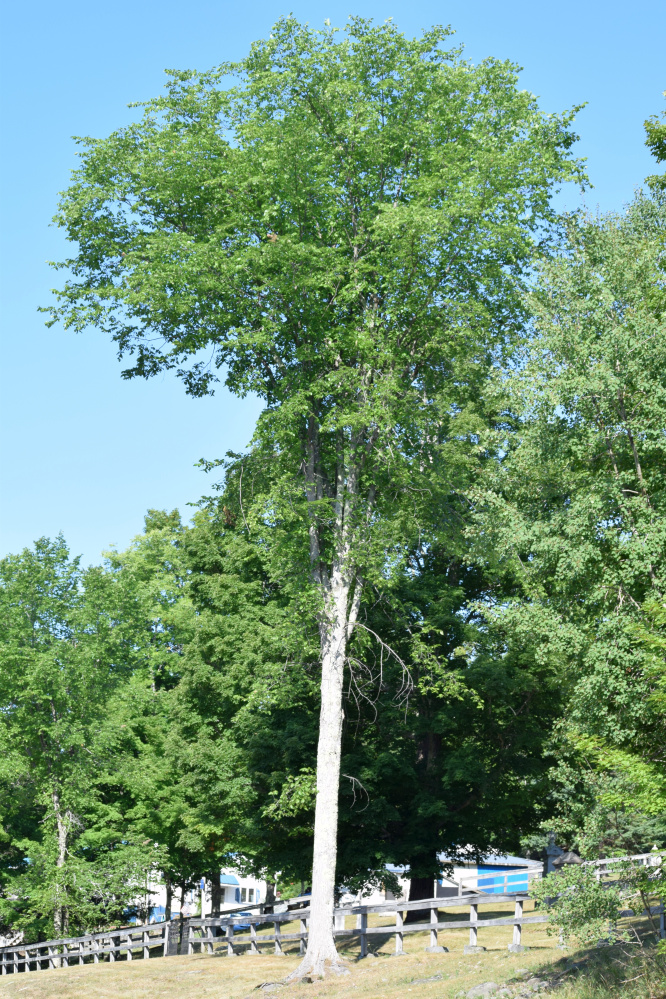 Despite disease, elm trees live on