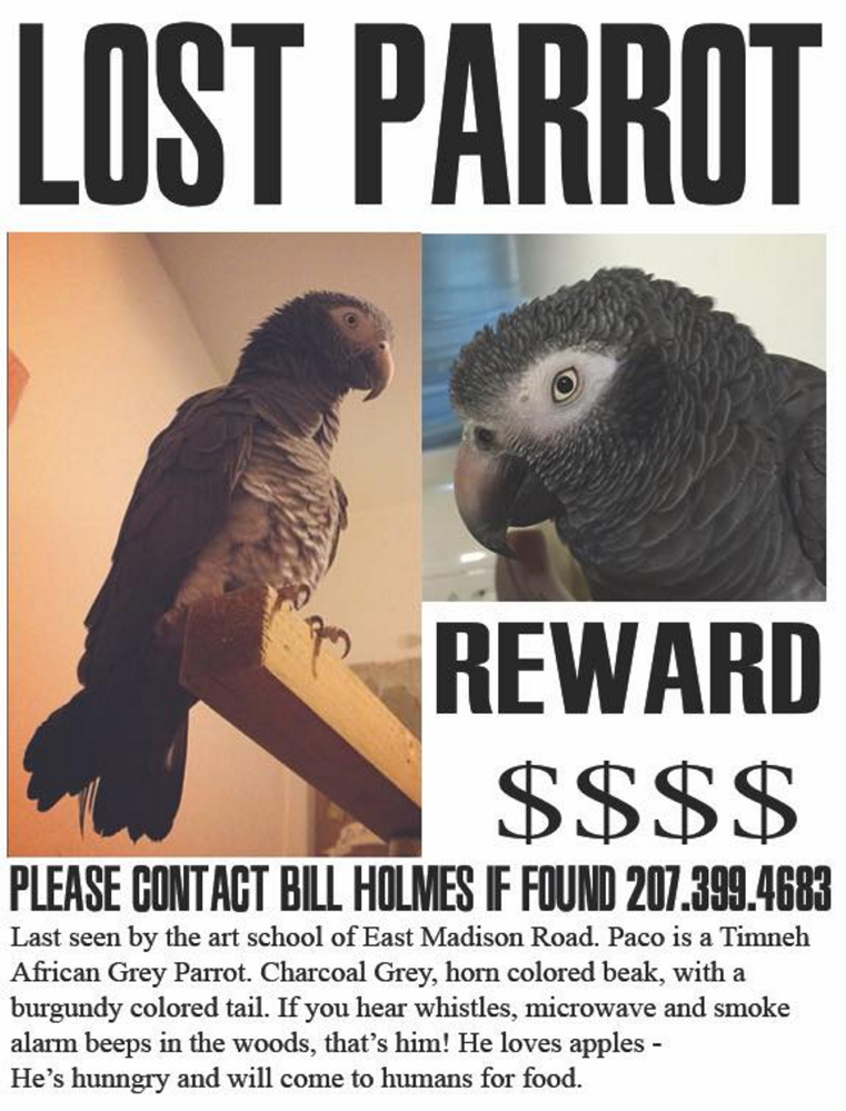 Paco the parrot is on the loose in the woods of East Madison
