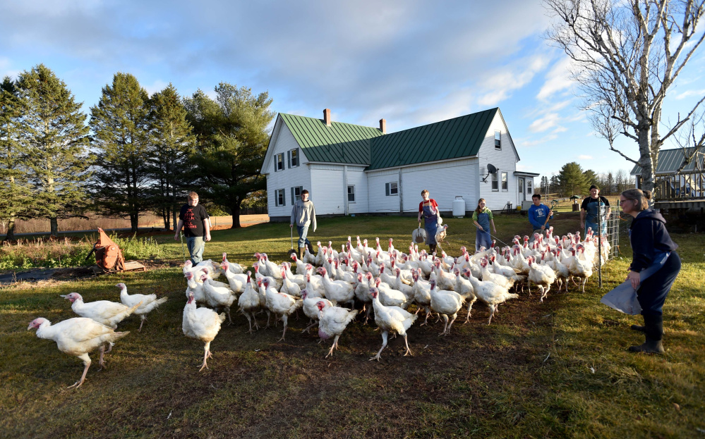 Mercer family maintains positive outlook raising turkeys for ...