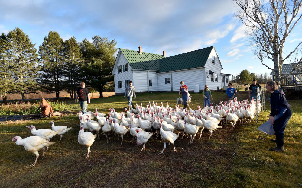 George Smith: We need to kill more turkeys