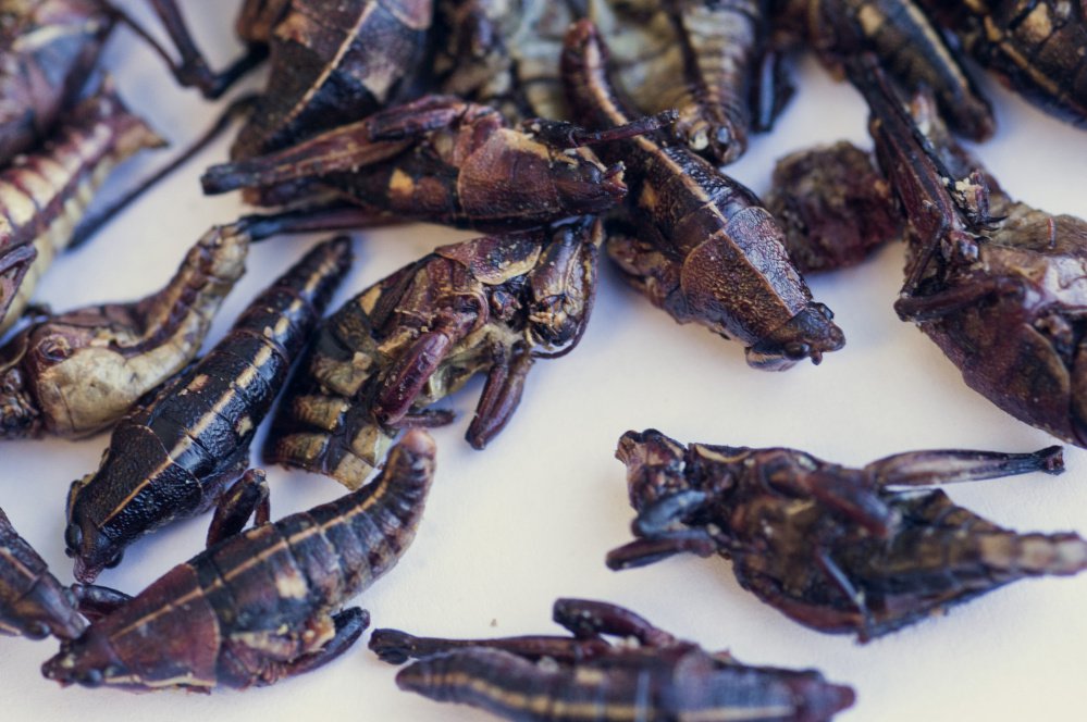 Edible insects, nutritious and ubiquitous - Kennebec Journal and ...