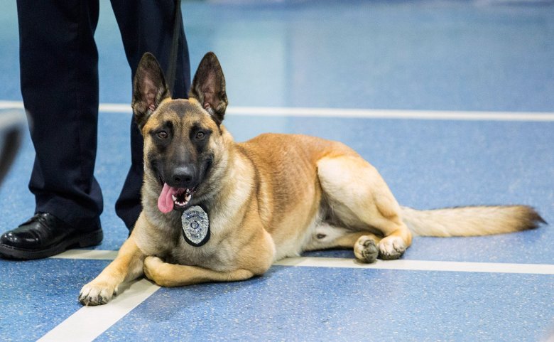 Yarmouth’s new police dog, Matrix, trained and ready for the beat