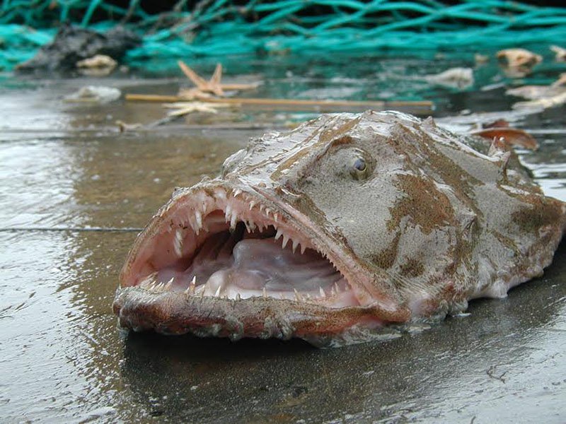 Fishermen will be allowed to catch more monkfish