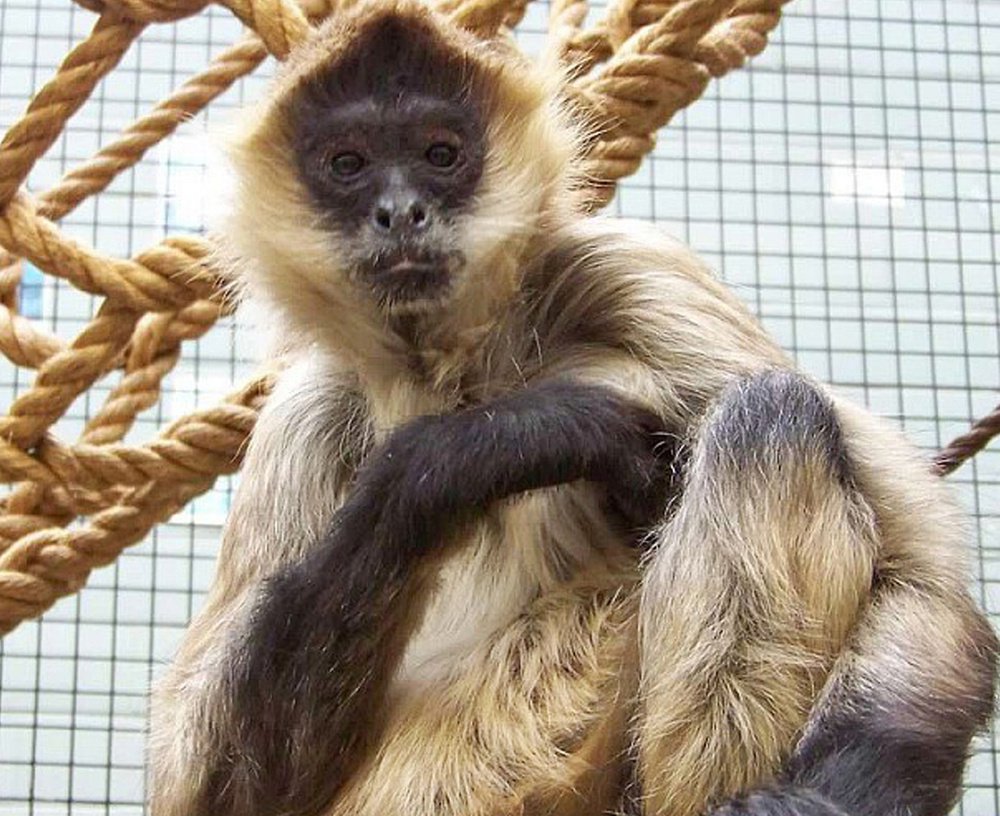 Spider monkey dies after 43 years