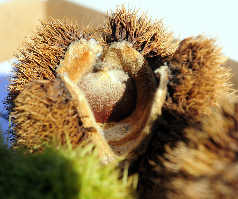 Arboretum unveils new chestnut information panels