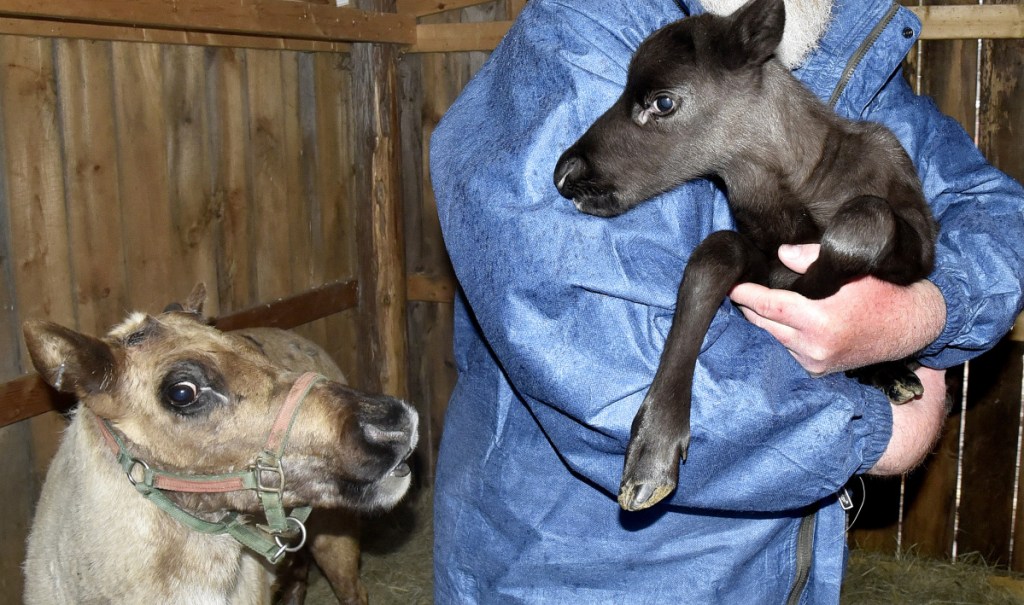 First Maine reindeer in 20 years born in Winslow on Easter morning