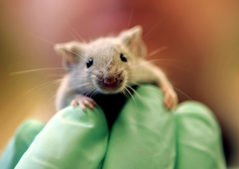 Lawsuit over Jackson Laboratory mice dismissed