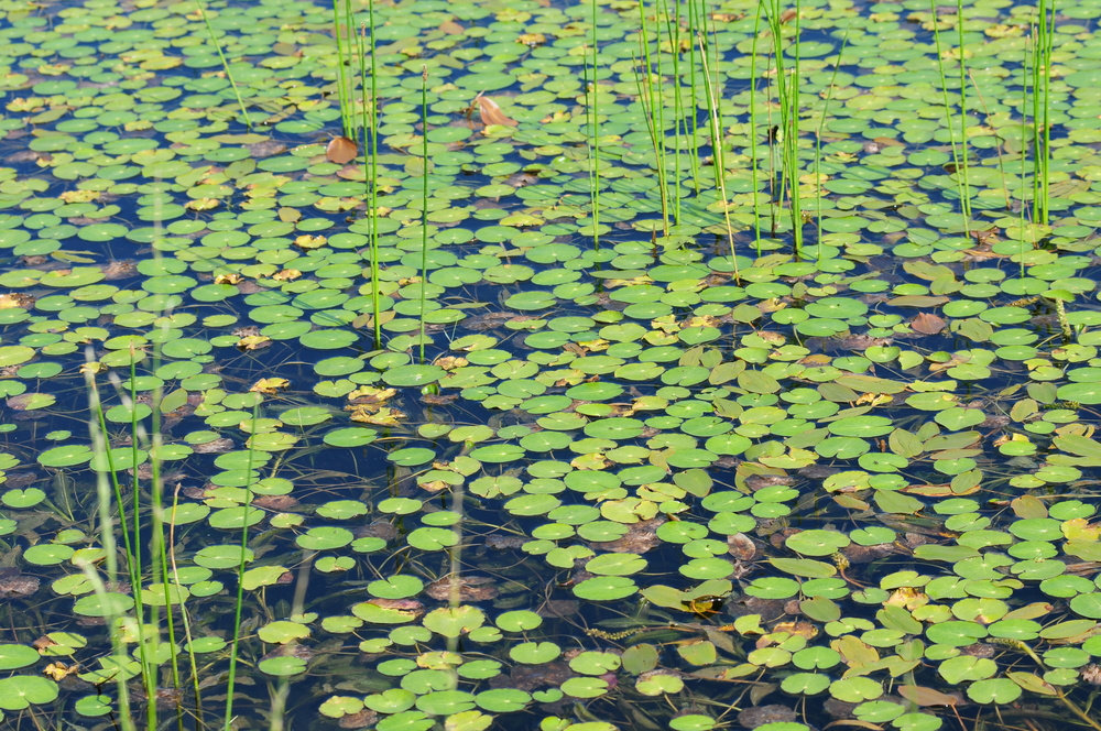 European frogbit, an invasive water plant, discovered in Maine for ...