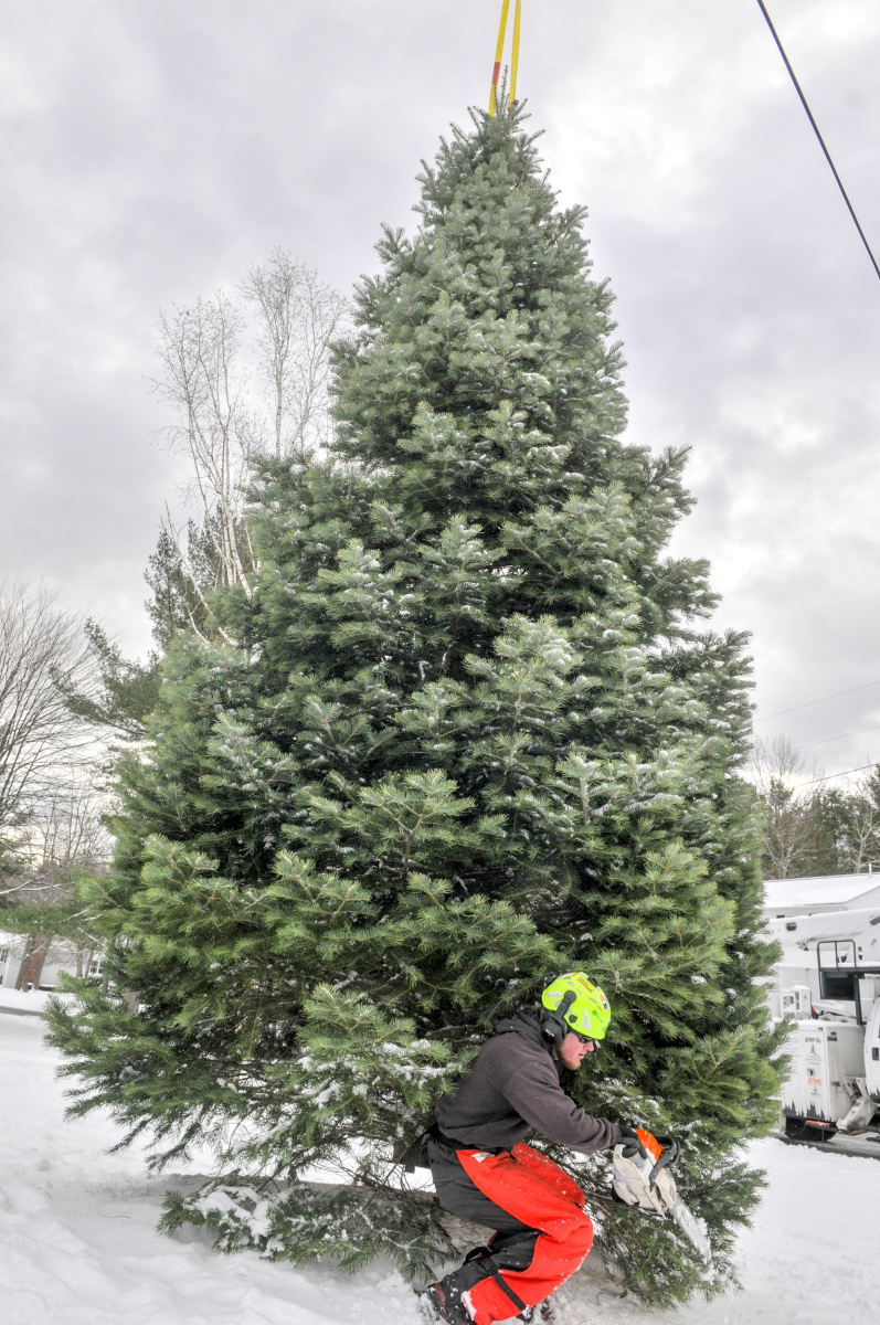 See photos of Augusta holiday tree going up