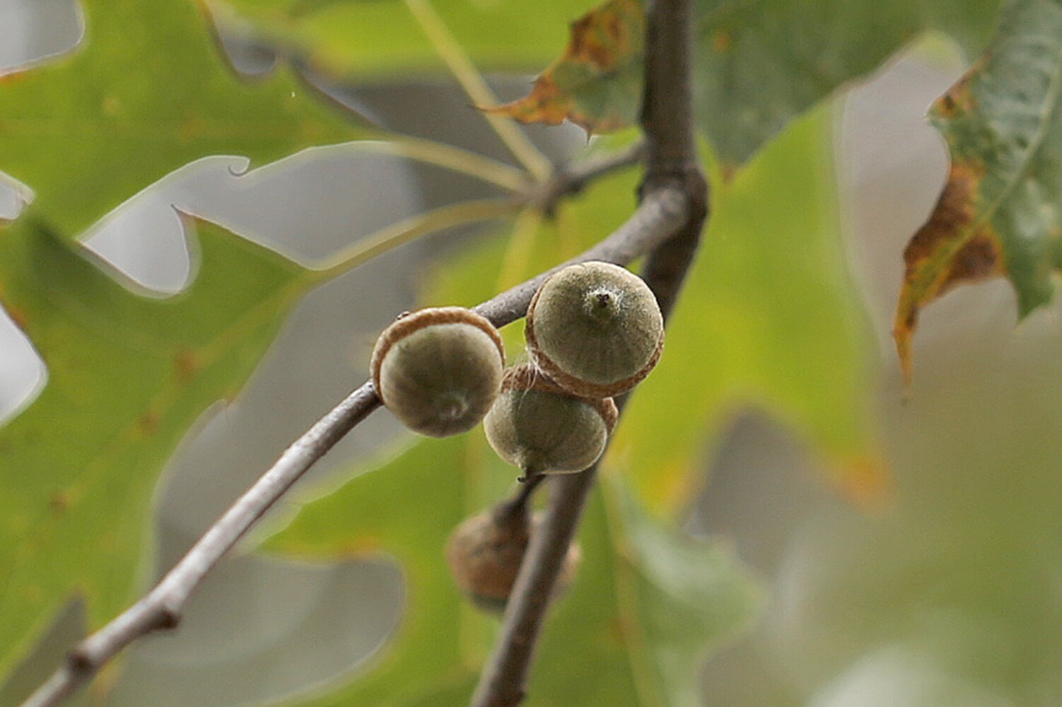 Maine Gardener: To best support native wildlife, grow these five ...