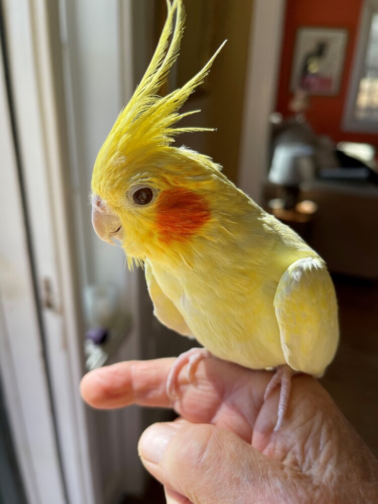 J.P. Devine: Freedom’s song