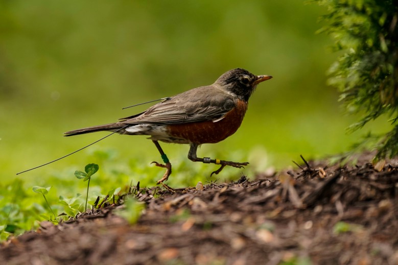 Ask Maine Aubudon: Robins are looking pale. Is there reason for concern?