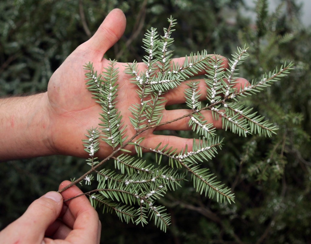Ask Maine Audubon: Invasive insects pose a threat to hemlocks