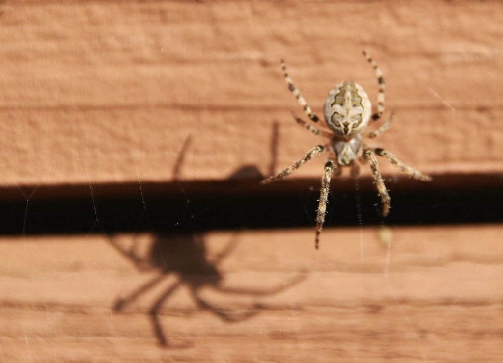 Backyard Naturalist: The tangled webs of bridge spiders