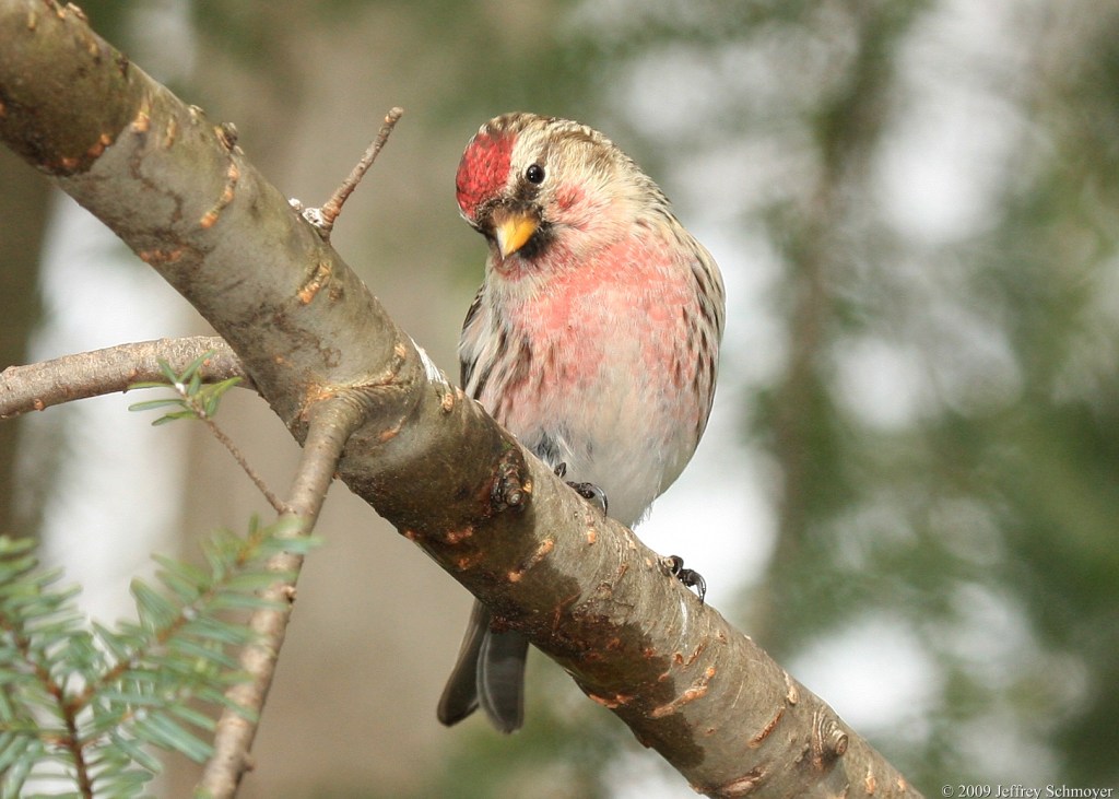 Ask Maine Audubon: Winter atlas project needs help all over Maine