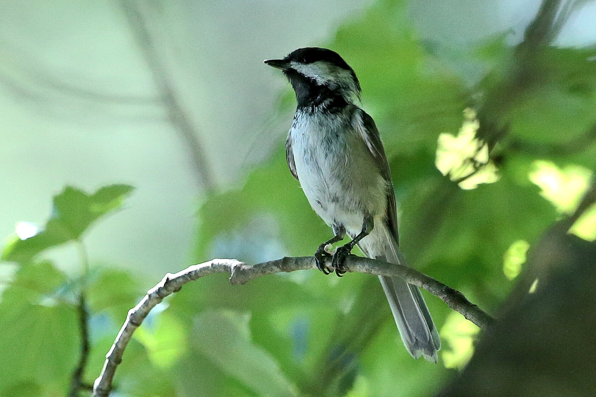Ask Maine Audubon: Bird couples often welcome a third wheel