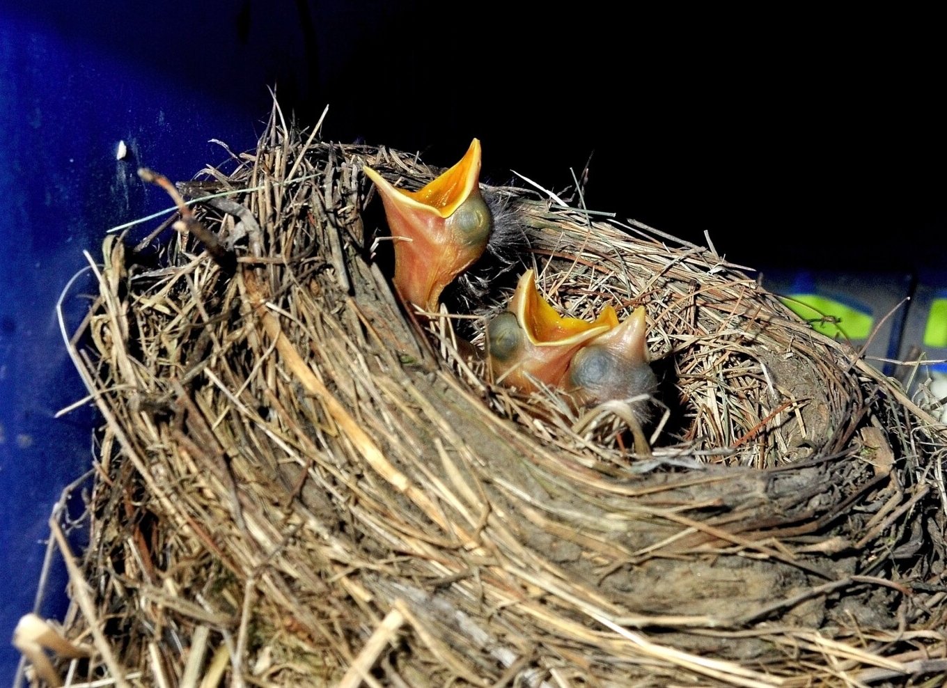 Ask Maine Audubon: Do baby birds need our help? Best to leave them alone