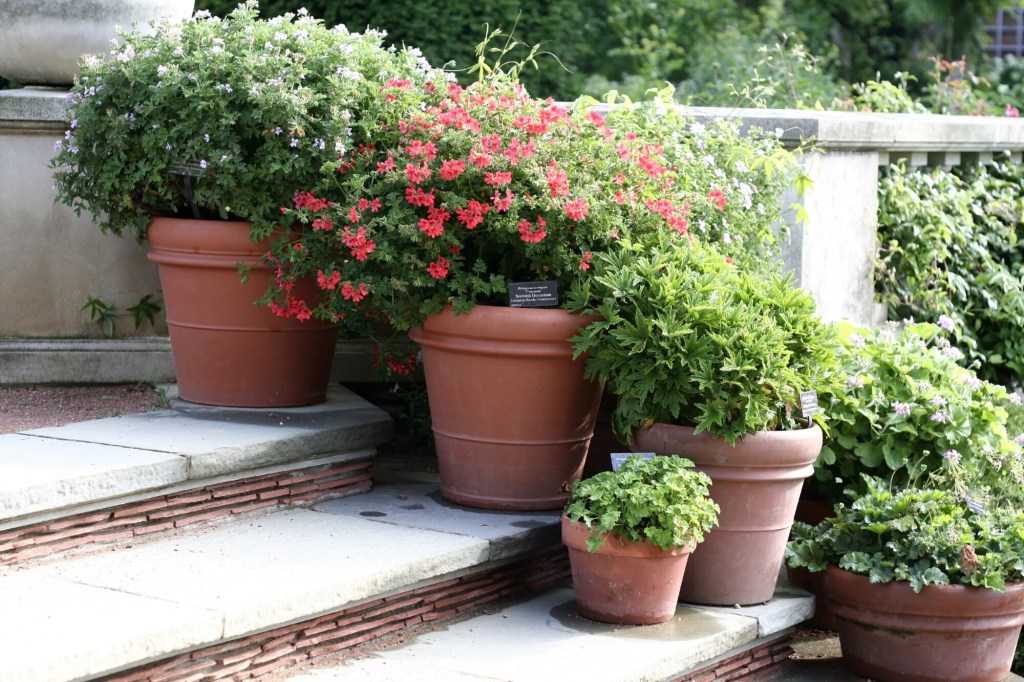 Potted plants add lots of interest to your garden