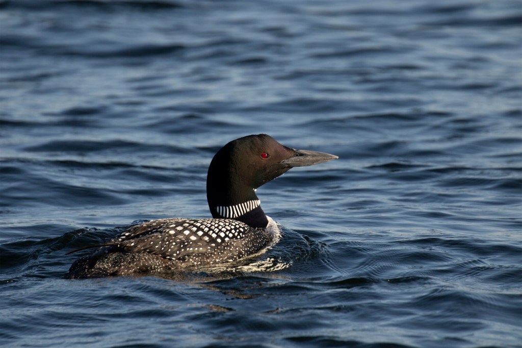 Maine Audubon annual loon count set for July 15