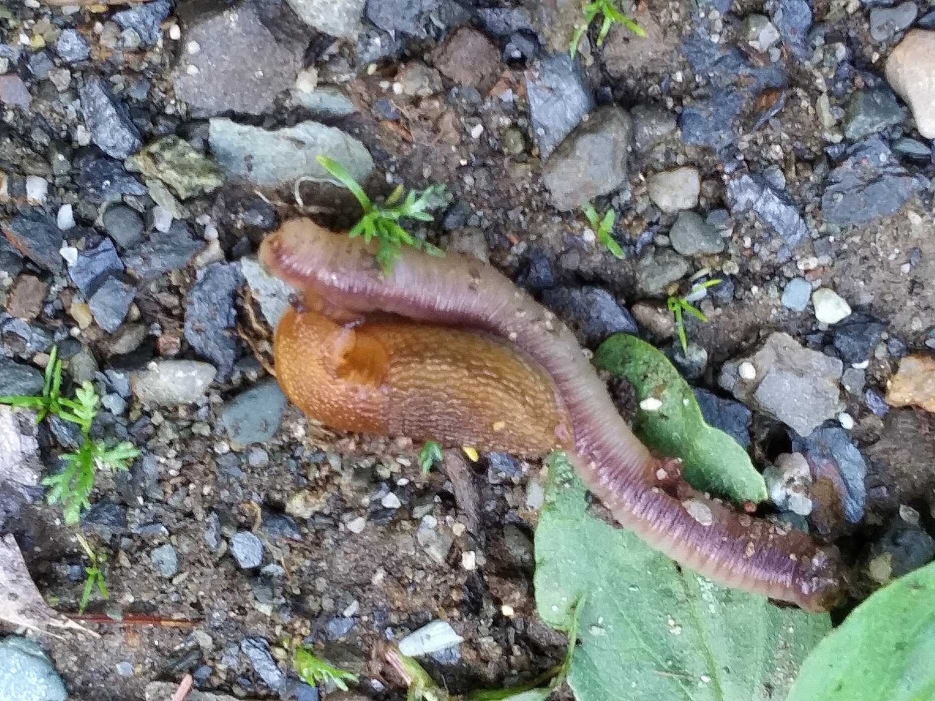 Backyard Naturalist: Earthworms and slugs – Centralmaine.com