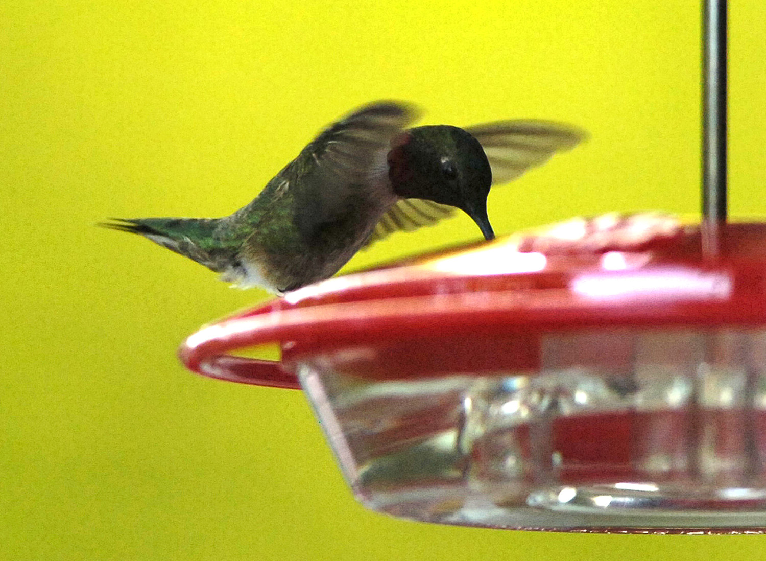 Ask Maine Audubon: Hummingbird feeders are tempting for other species, too