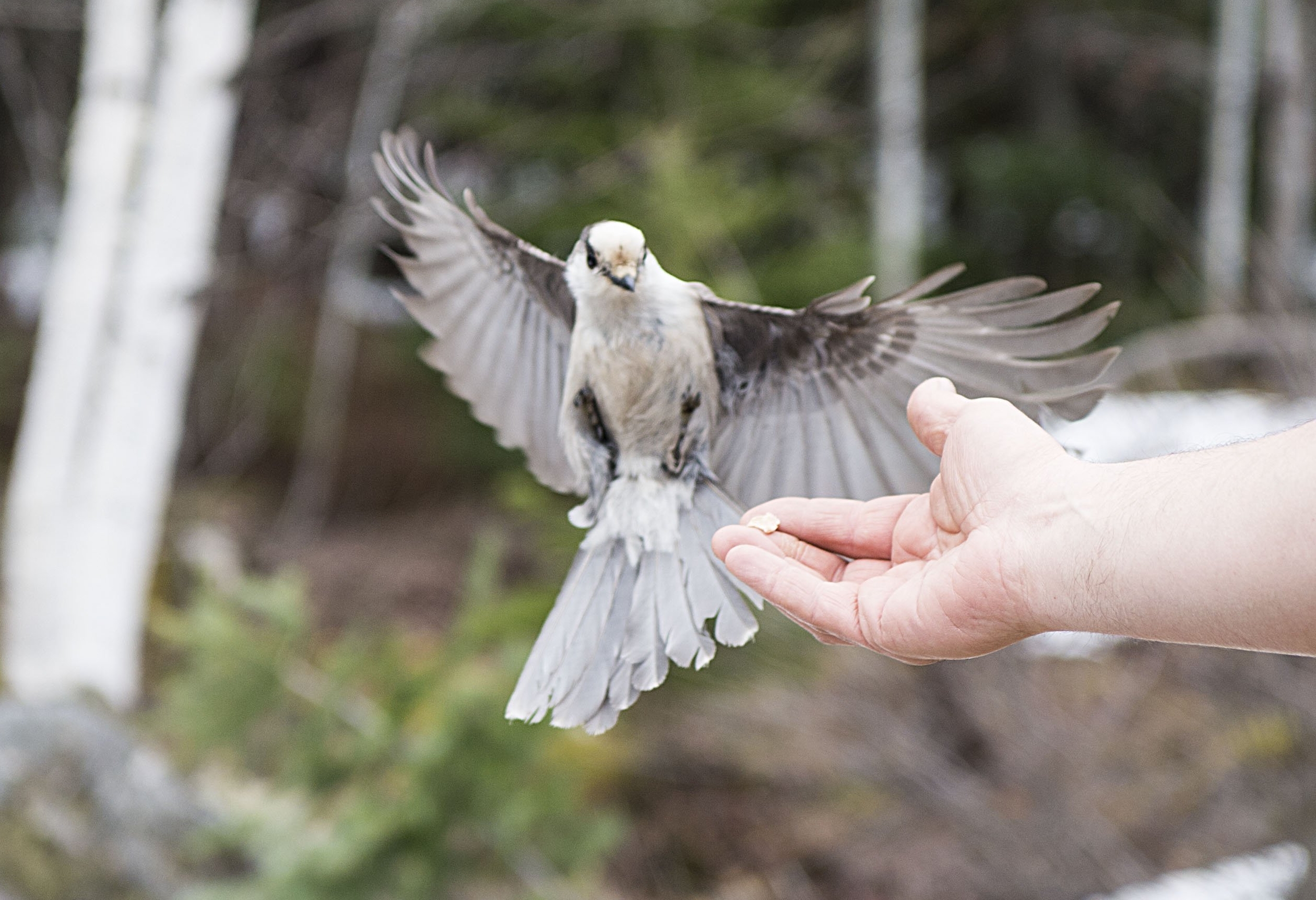 In the Field: Canada jays a rare marvel in Maine