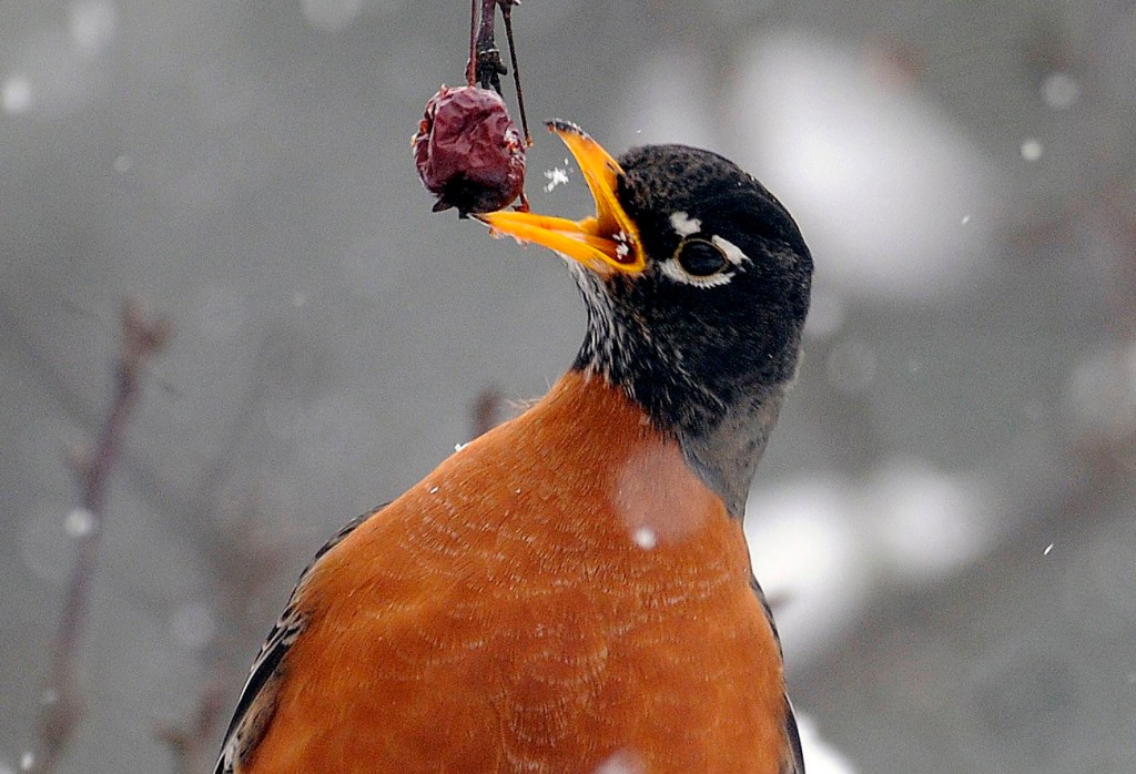 Birding: Territorial birds sometimes form a flock, letting other ...
