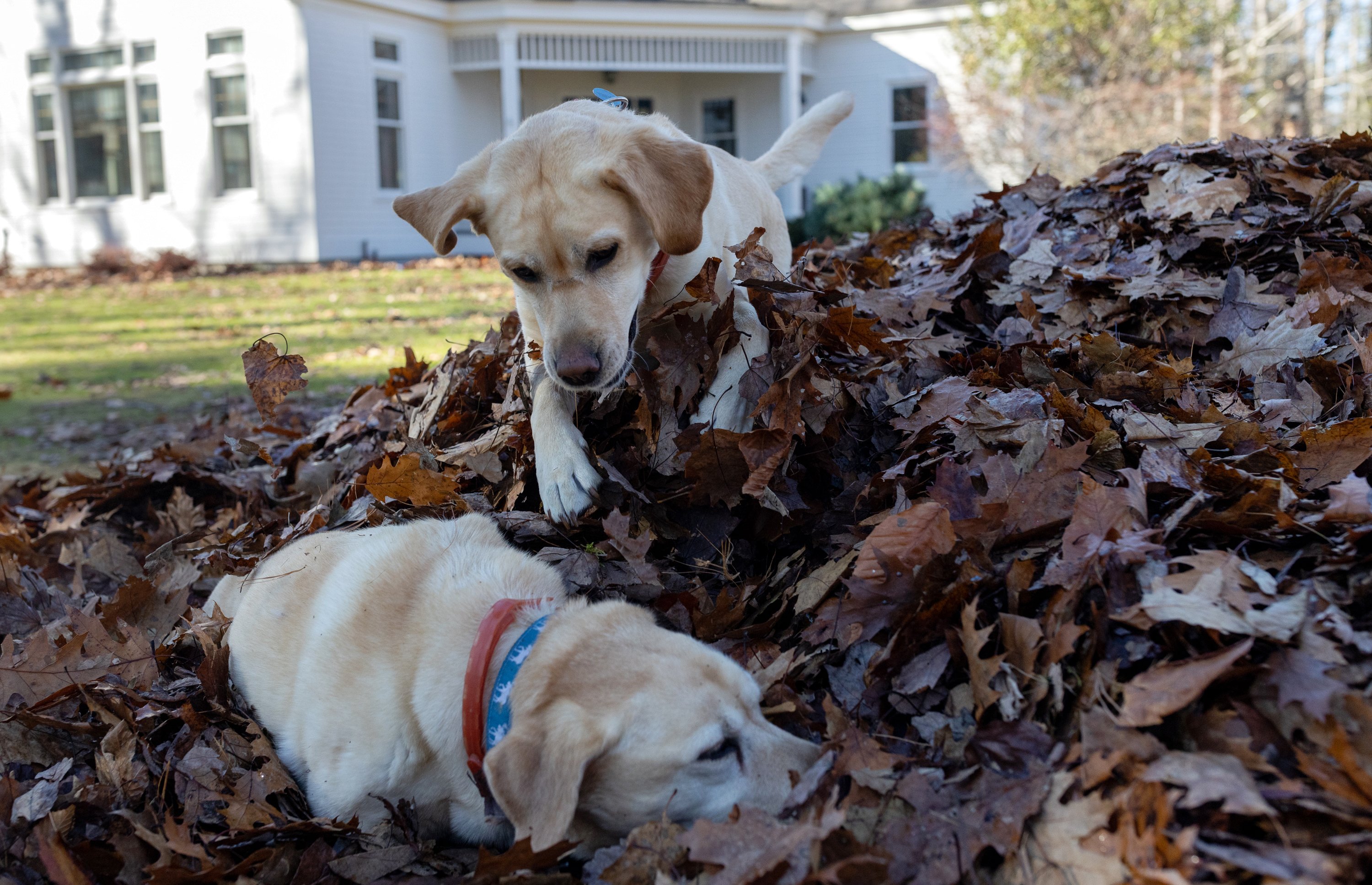 J. Crew shirt resembling social media-famous Maine dogs raises ...
