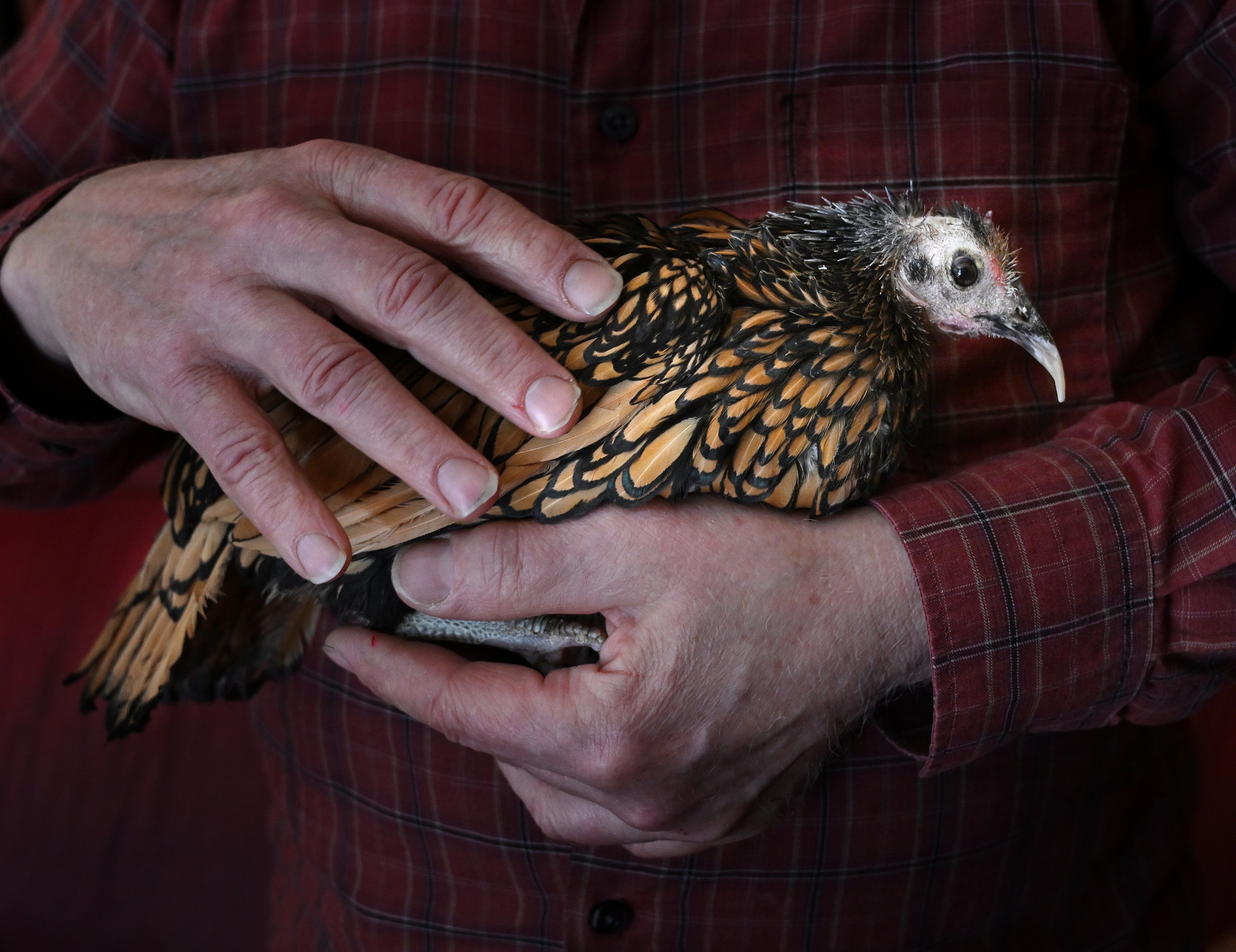 The world’s oldest chicken lives in Portland. Her name is Gertie.